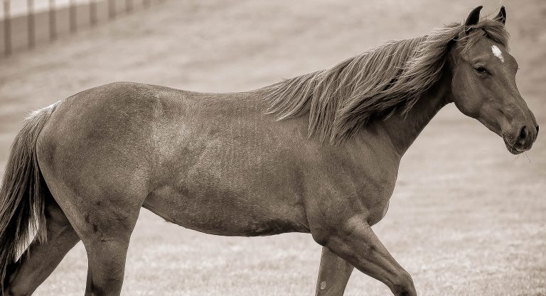 Horses For Sale | Clinton Anderson Performance Horses