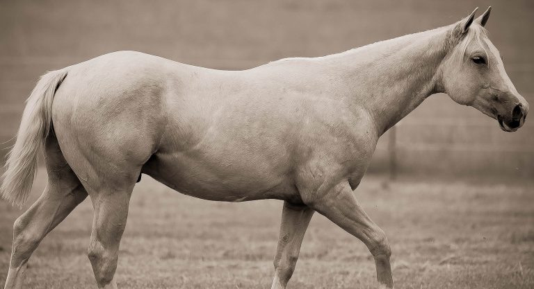 Horses For Sale | Clinton Anderson Performance Horses