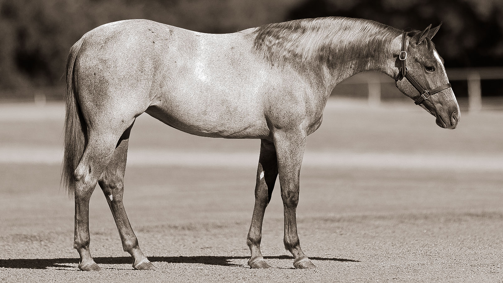 Eva | Clinton Anderson Performance Horses