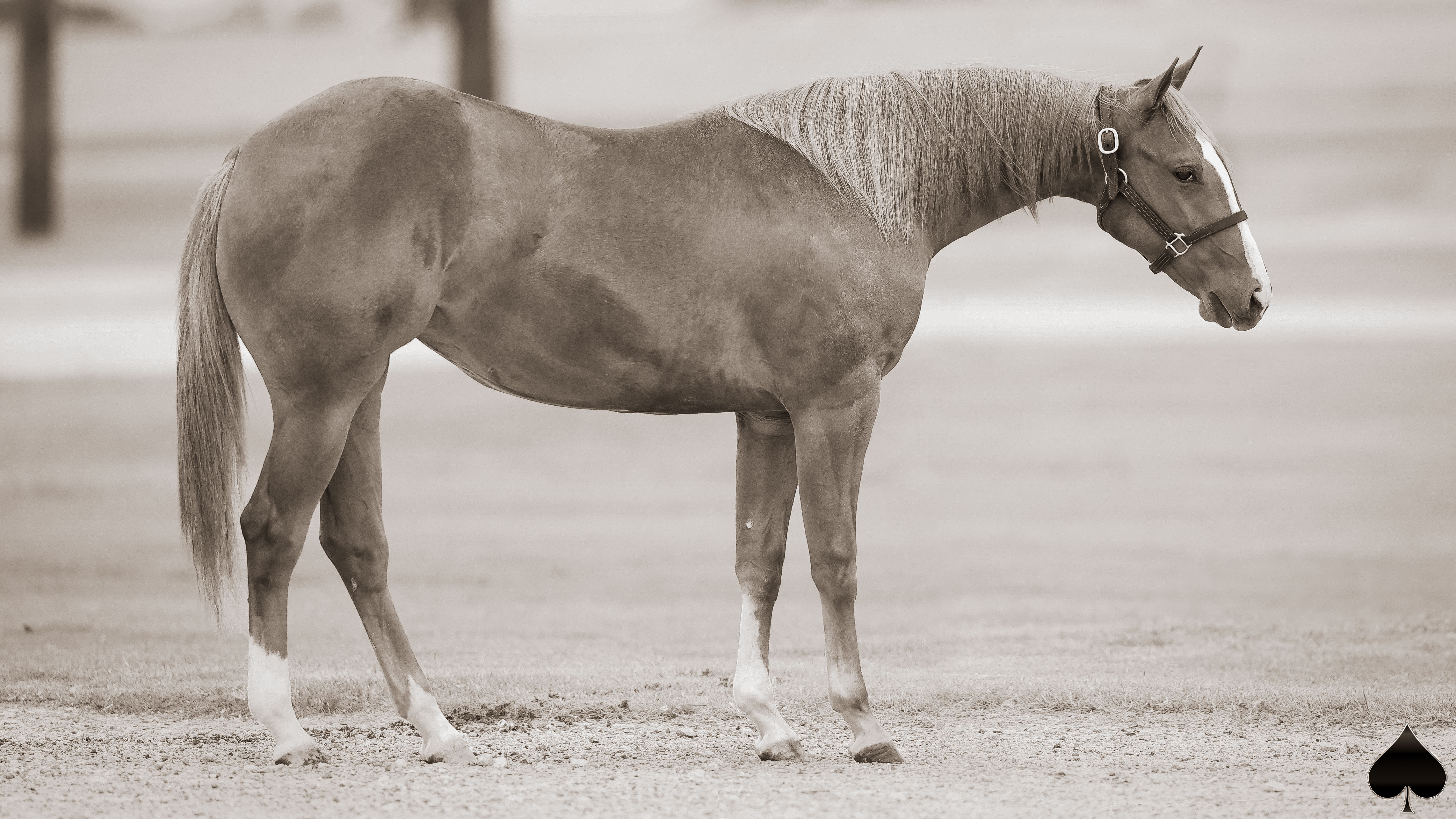 Ginger | Clinton Anderson Performance Horses